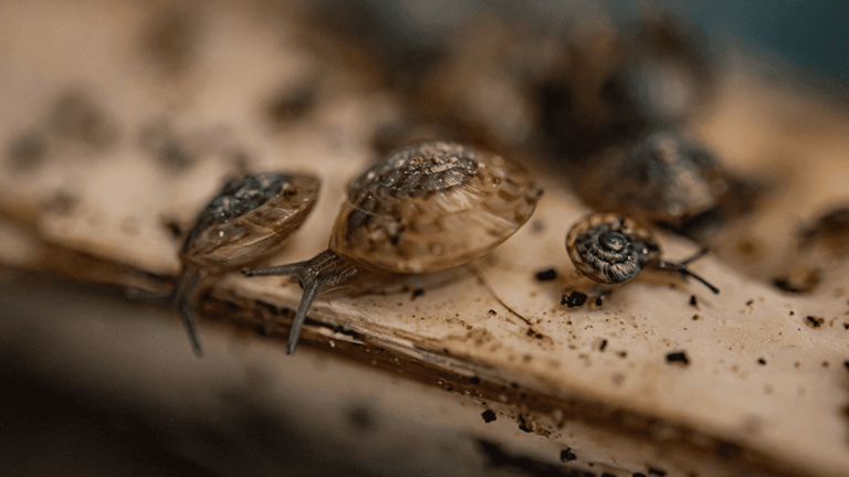 “We can prevent extinction”: Snail officially saved from extinction ...