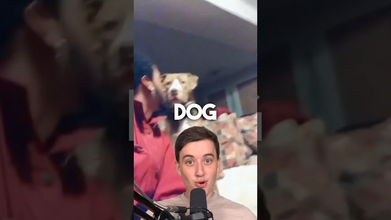The science behind kissing your dog on the forehead