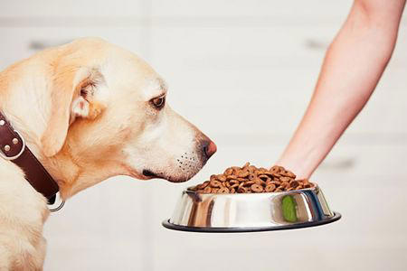 RCL comes clean on pet food recall after stolen stock reaches retail ...