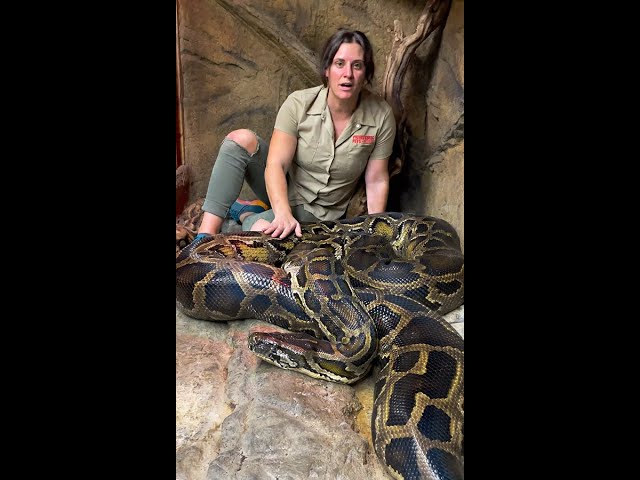 19 foot Burmese python 😳