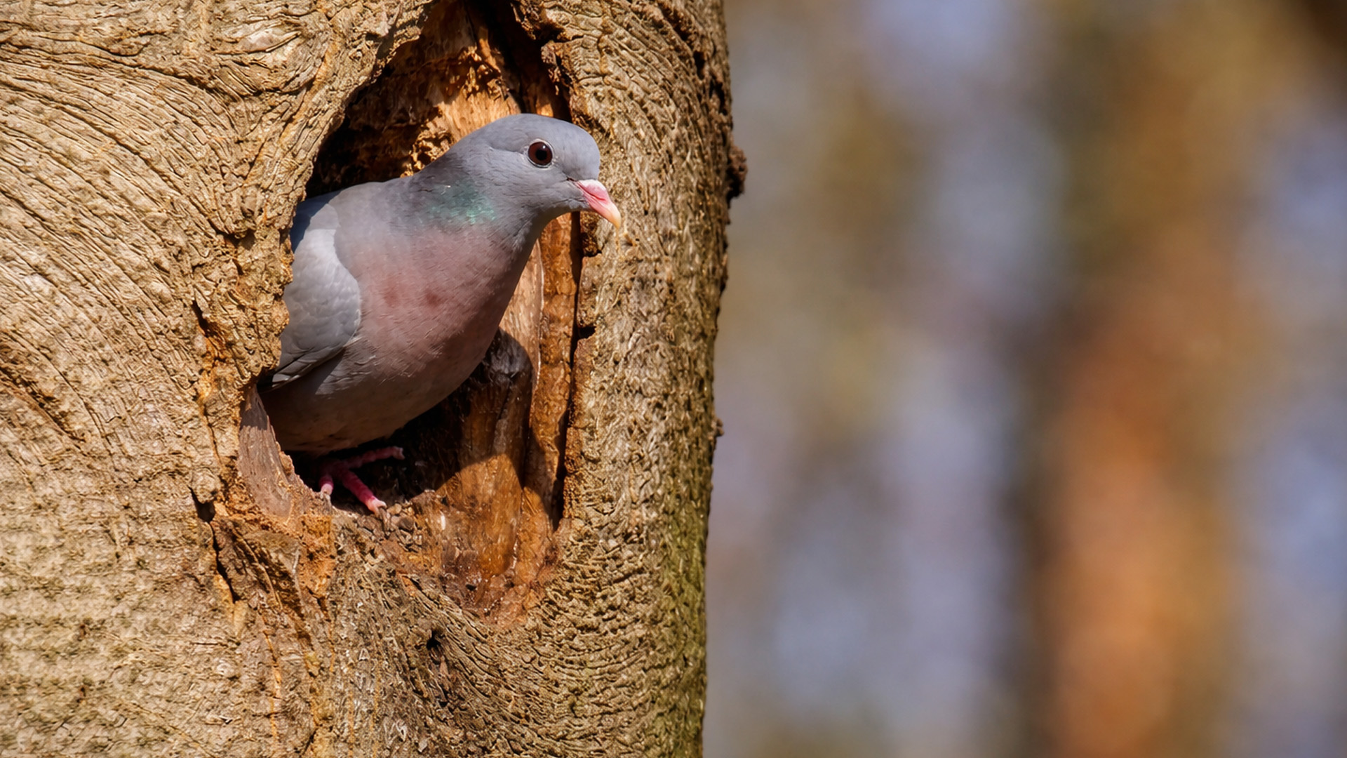 J'ai aperçu un oiseau caché dans un arbre