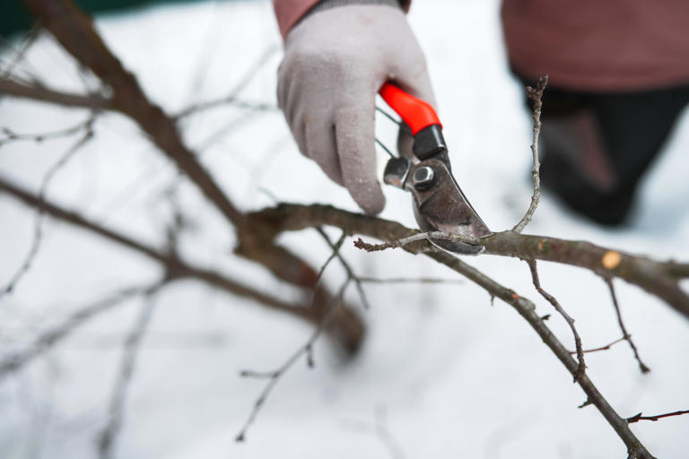 6 plants to prune in February before it’s too late