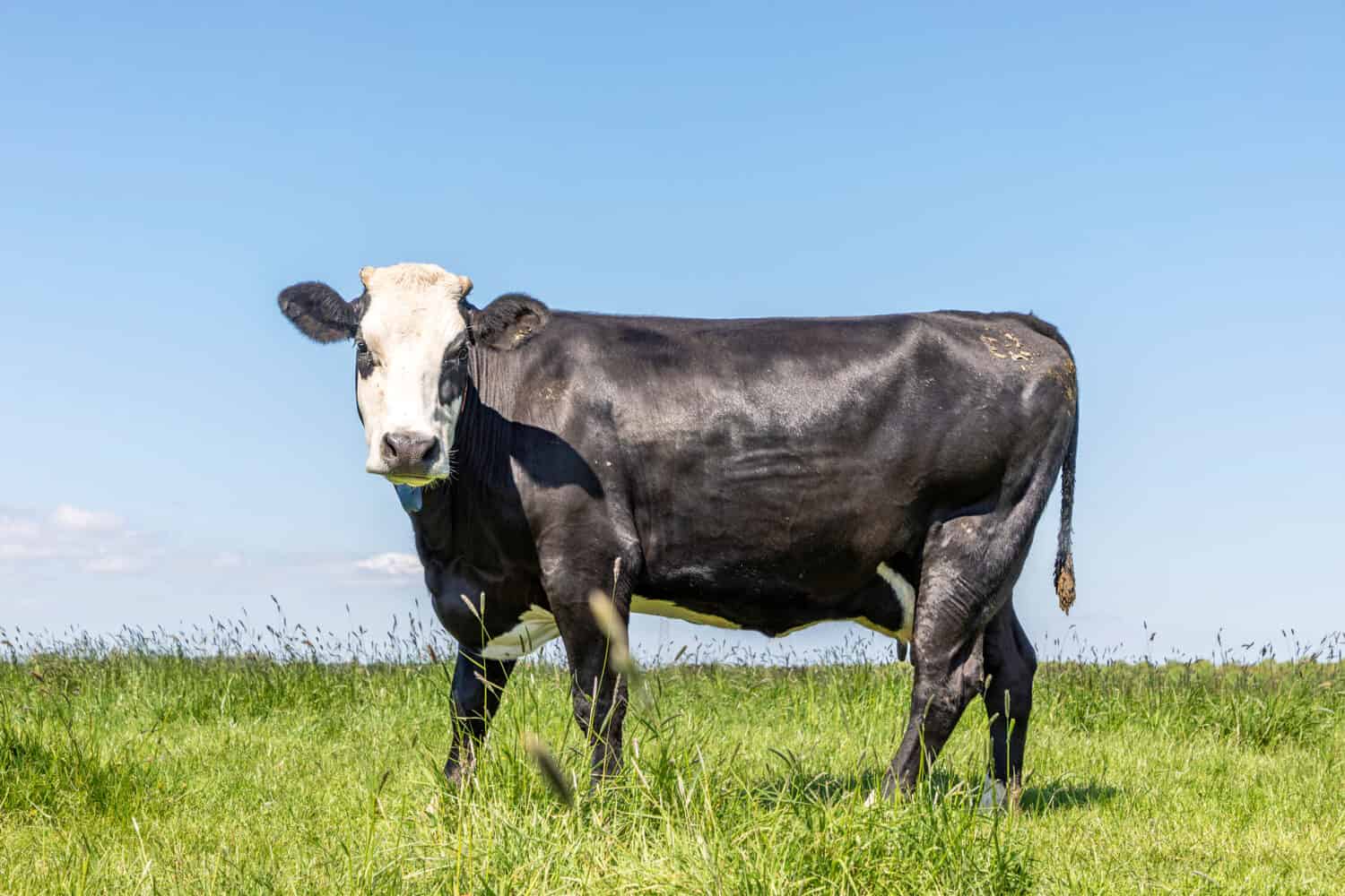 How many cattle and cows are in the world?