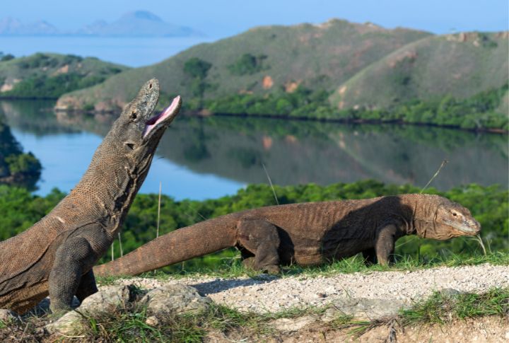 15 intriguing facts about the Komodo dragon