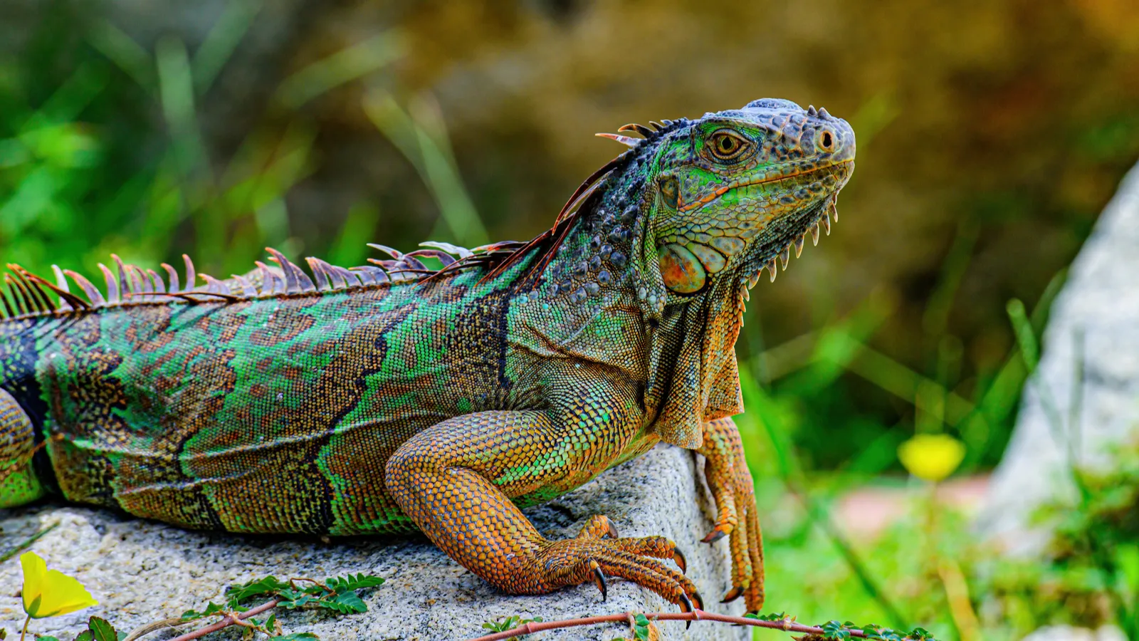 A record Florida cold snap made iguanas fall from trees, and neighbors ...