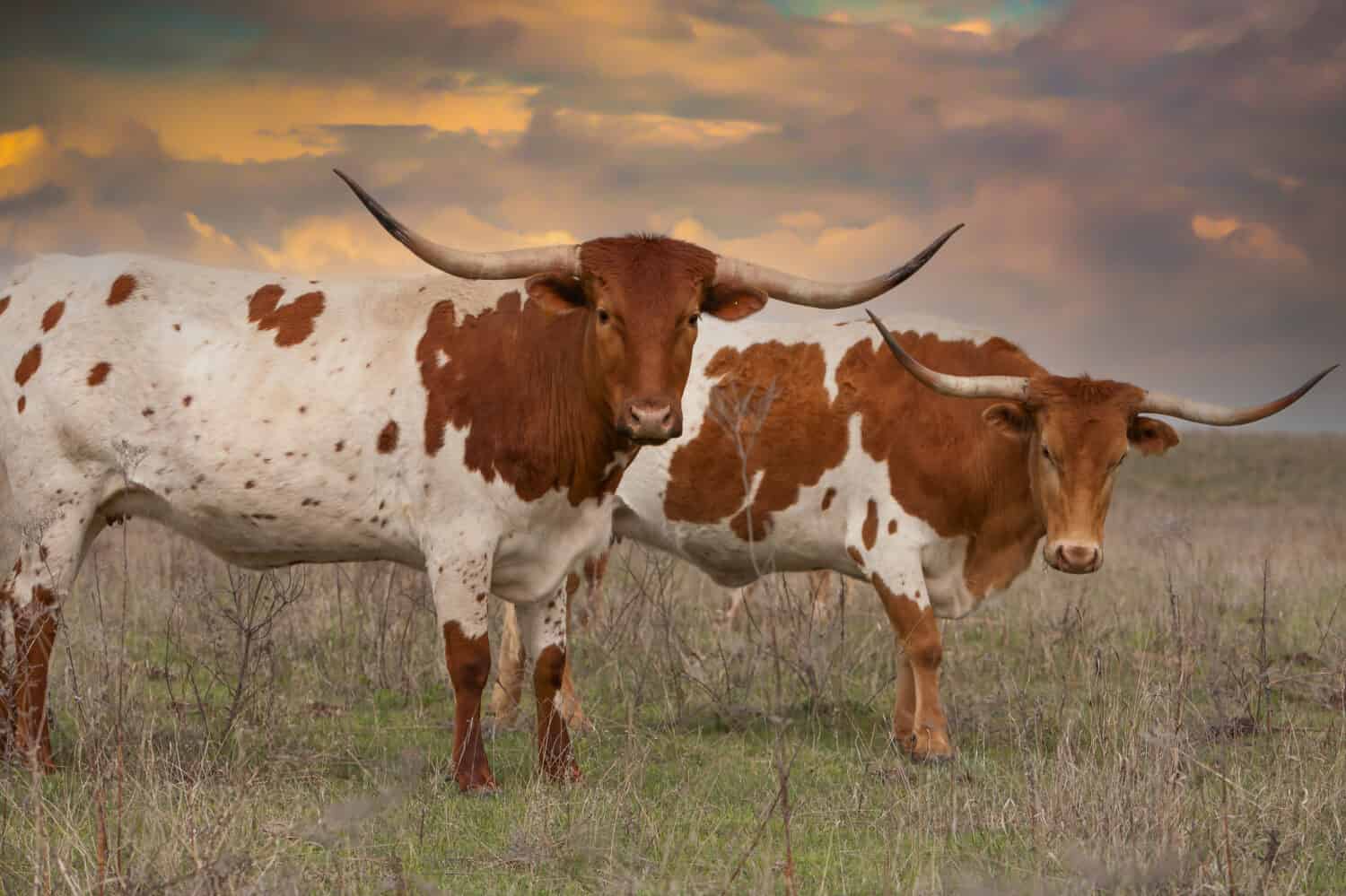 How many cattle and cows are in the world?