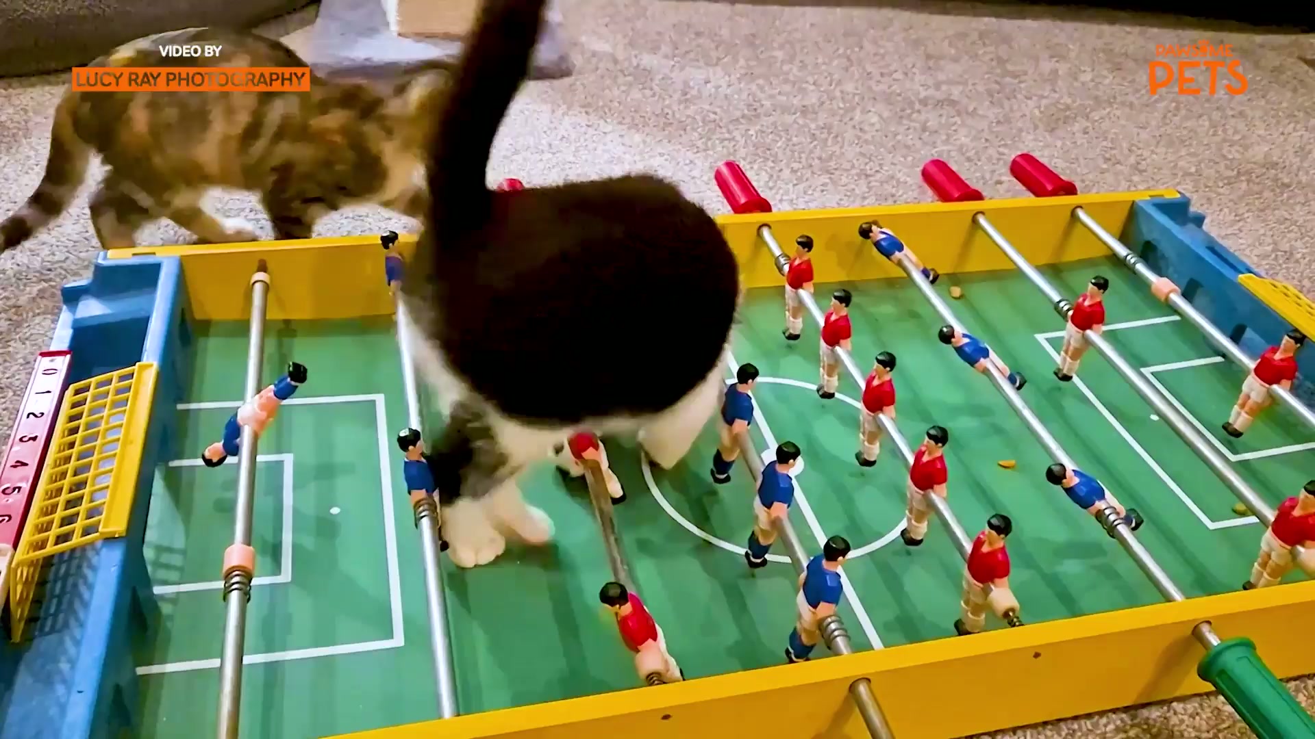 Kittens play table football