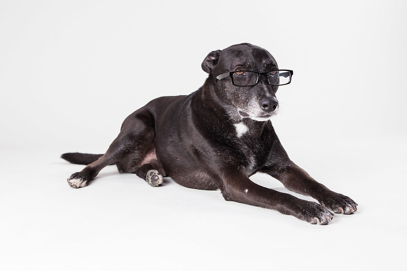 The 15 dog breeds with the lowest vet bills