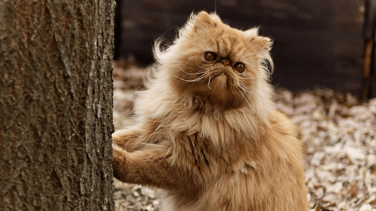 Five things a cat does when it misses its human