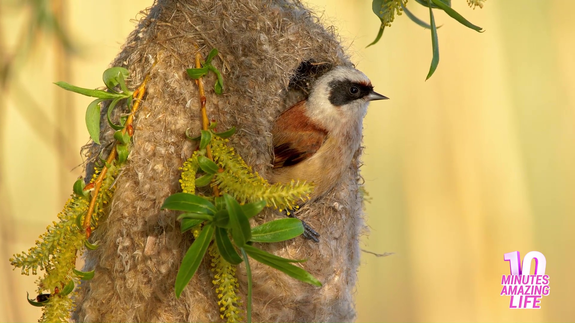 Tiny bird guards a nest built from plant fibers