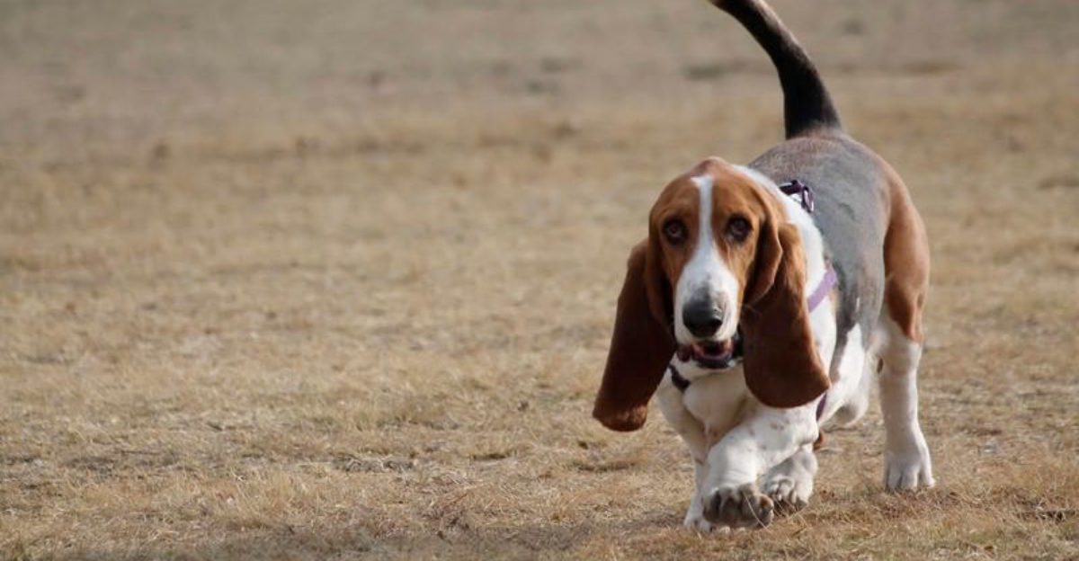 Enrichment for reactive dogs is exploding – 12 breeds most mentioned in ...
