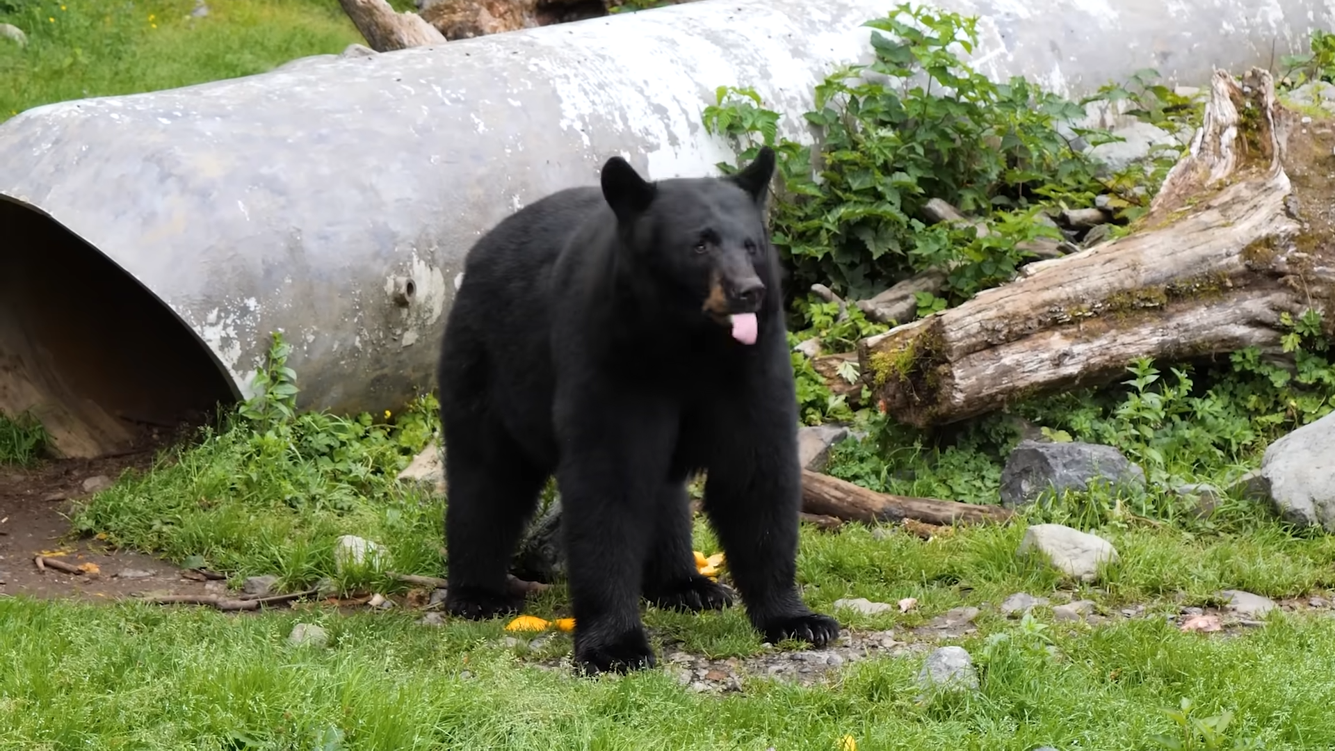 A libertarian town collapsed - and the bears finished the job