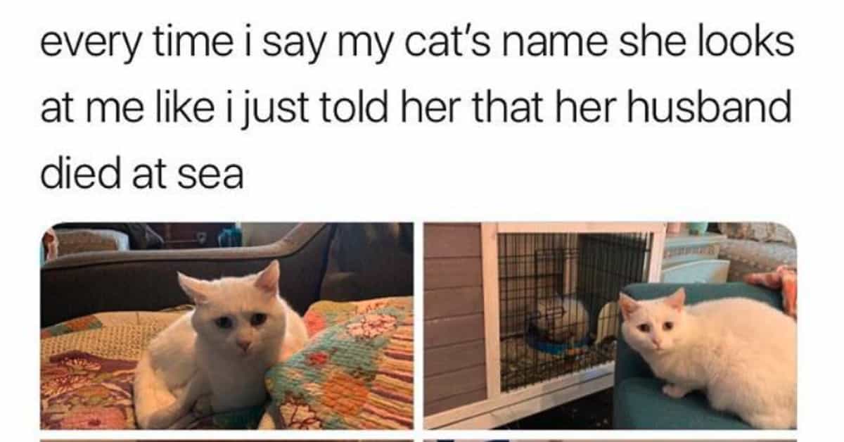 Relatable memes about cat ownership