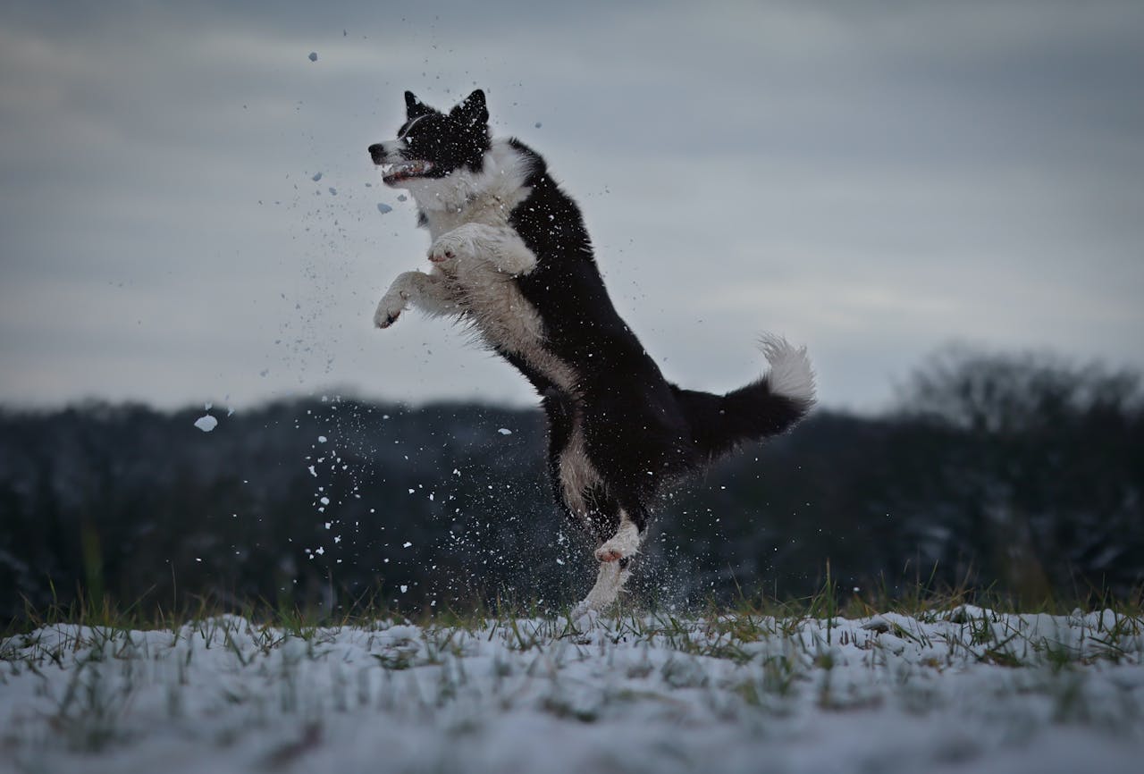 The 15 dog breeds with the lowest vet bills