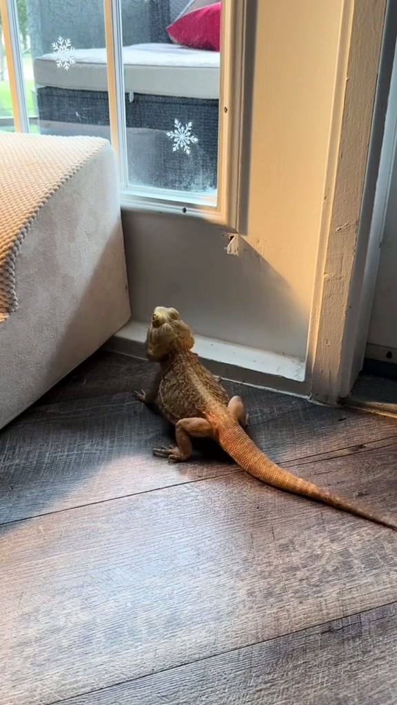 My bearded dragon lines up a huge jump and totally bails