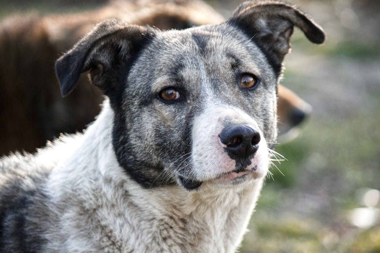 The 15 dog breeds with the lowest vet bills