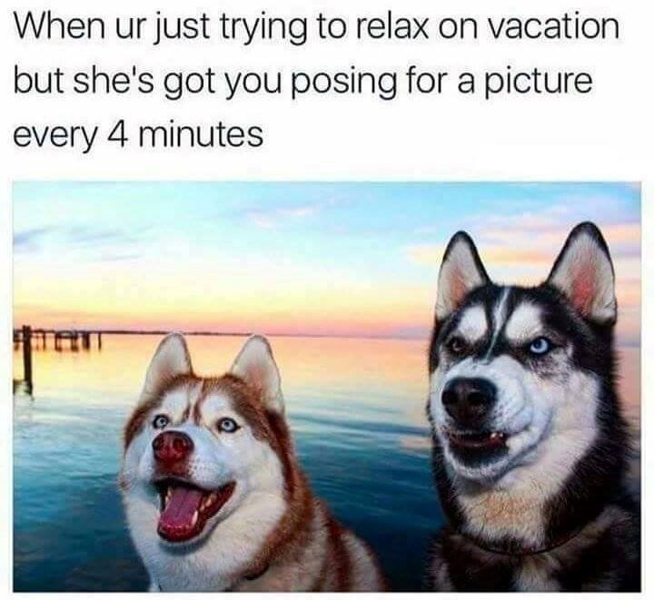 24 doofus dog memes for dreamers of a wholesome Dogturday