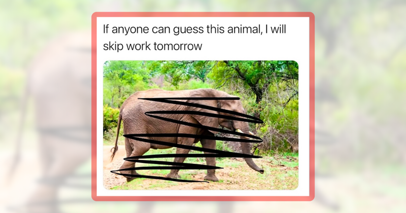 23 animal memes to satisfy your Saturday silly craving