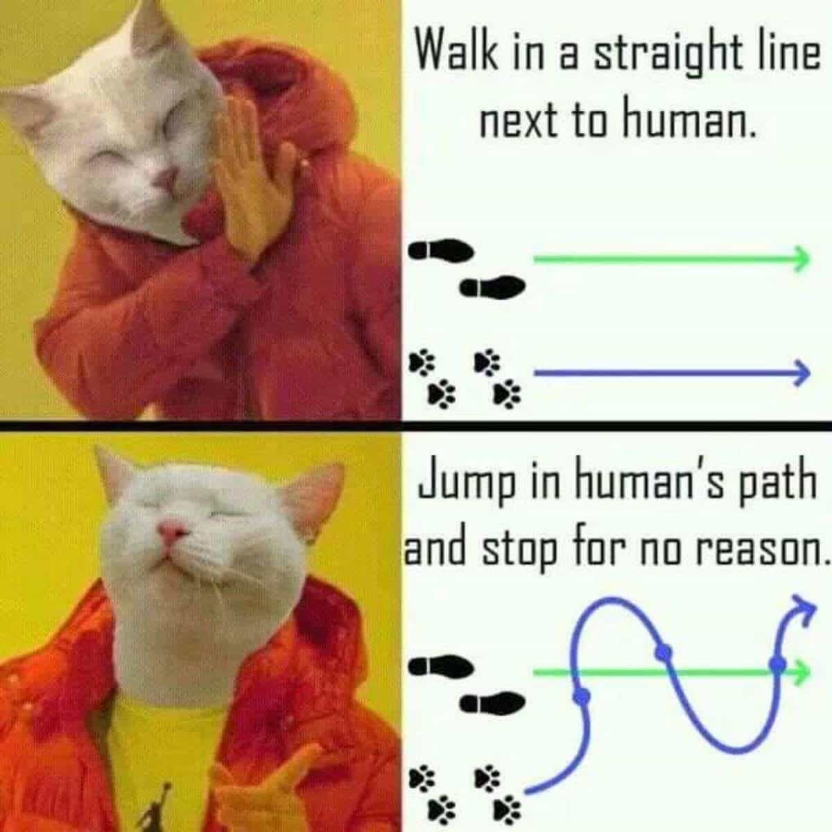 Relatable memes about cat ownership