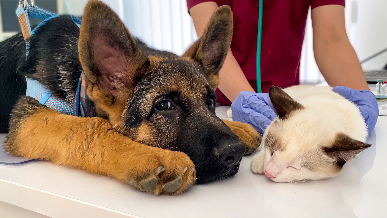 German shepherd puppy protects kitten during vet visit