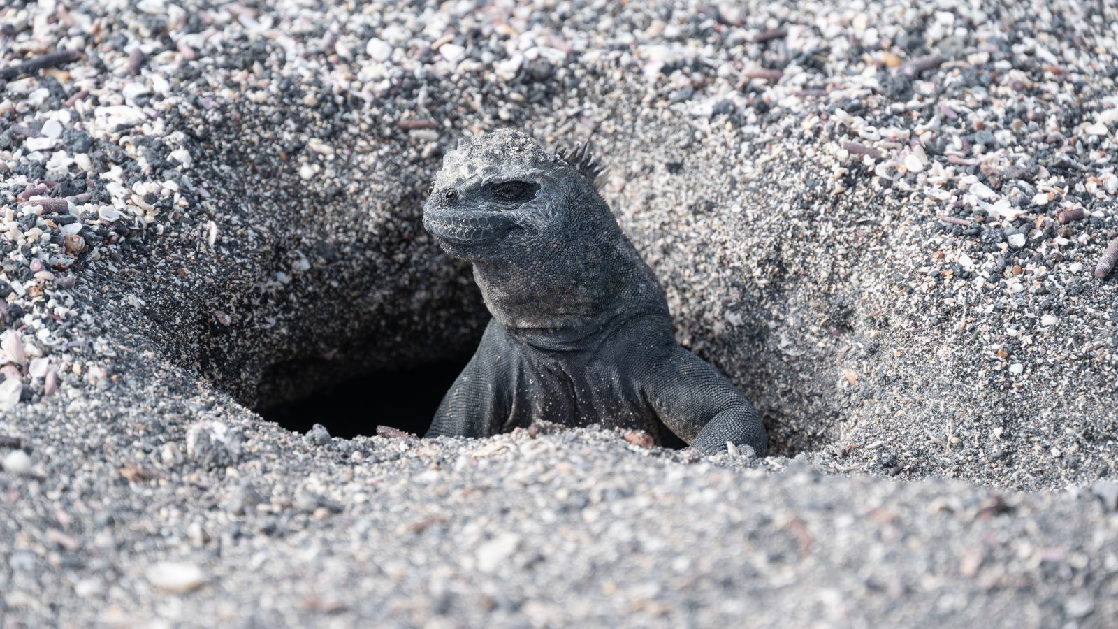 A record Florida cold snap made iguanas fall from trees, and neighbors ...