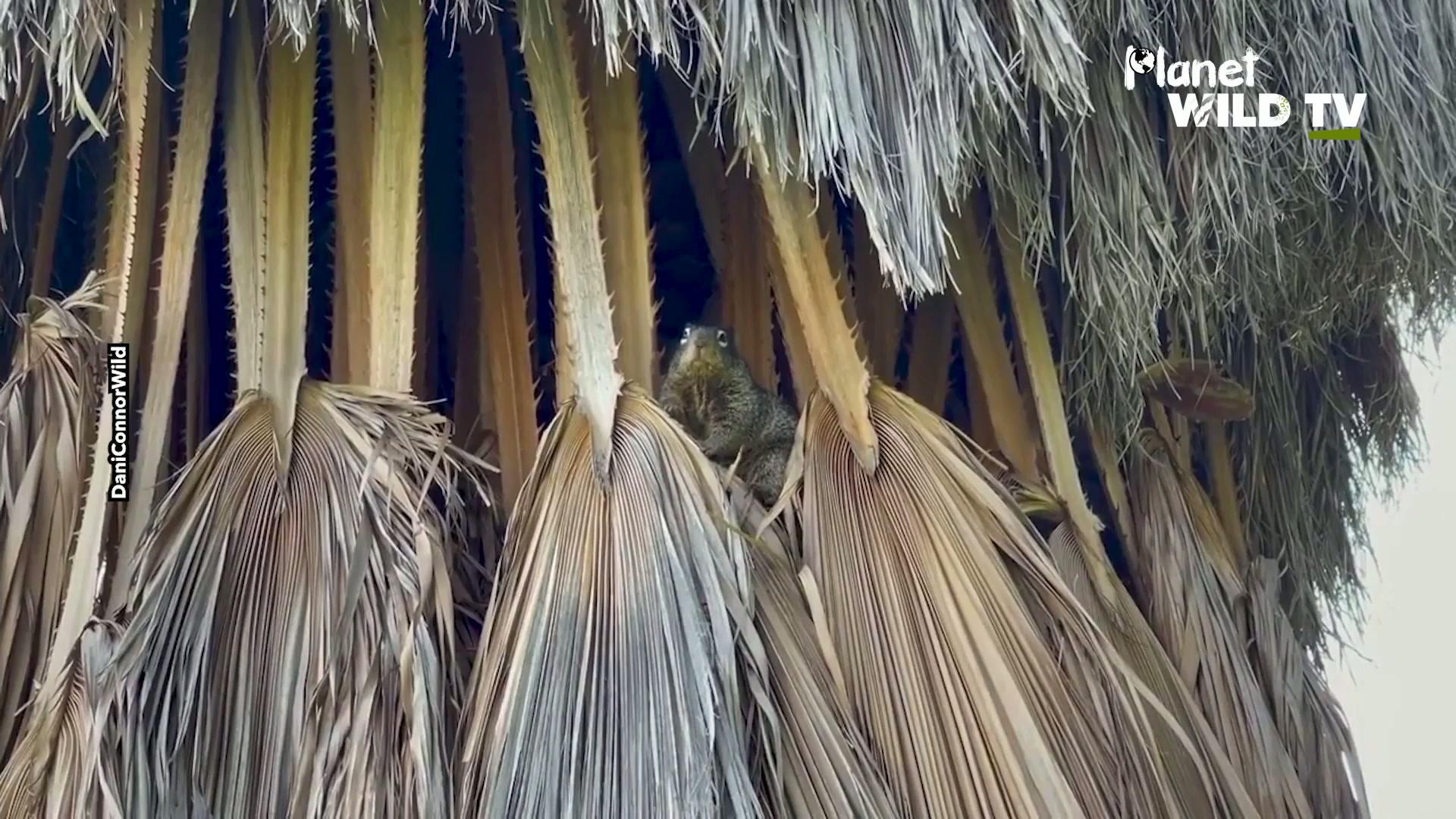 Amazing female animal whisperer