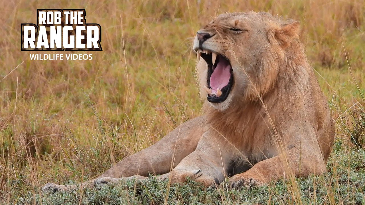 Watch nomadic lions devour a meal in the Maasai Mara