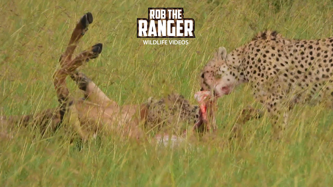 Cheetah coalition feeds on a topi