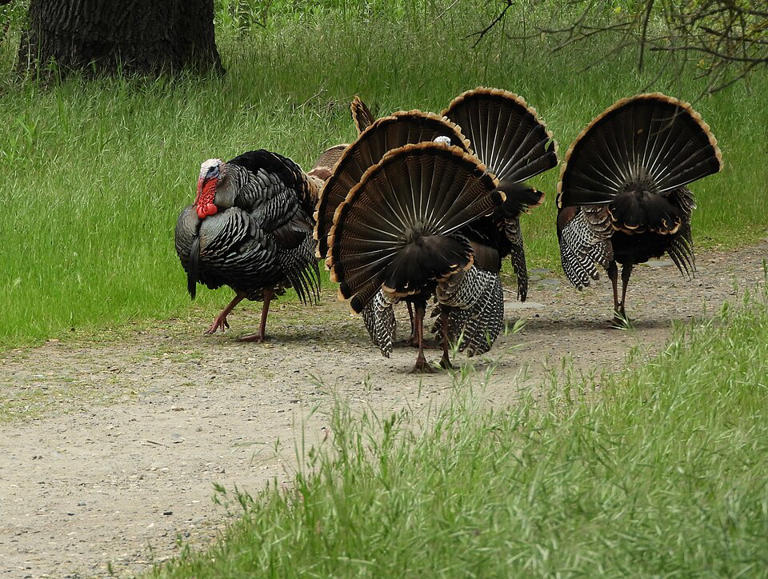 Kansas turkeys are sliding and predator pressure is the quiet driver