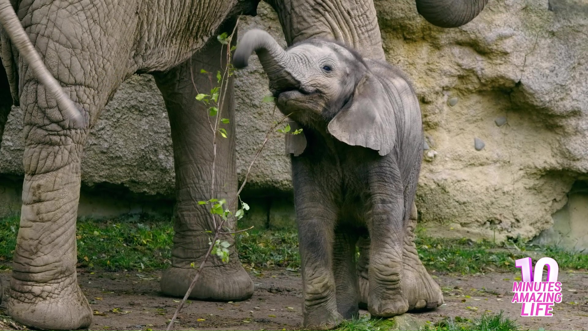 This baby elephant is practicing a skill that saves lives