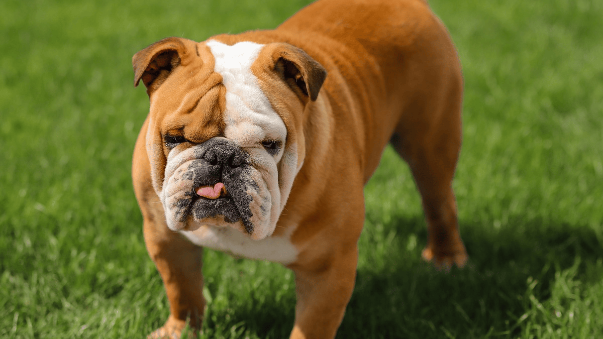 10 gestos de tu perro que castigas y en realidad muestran confianza