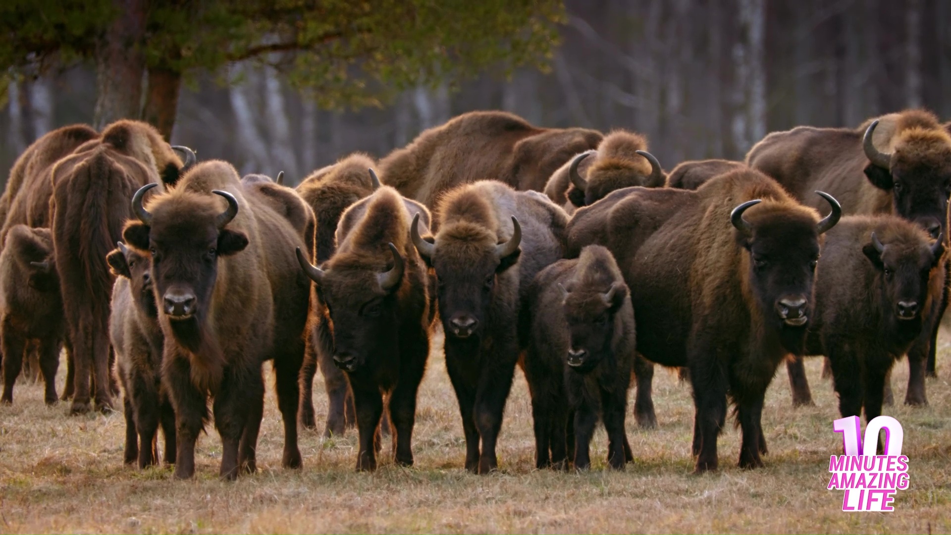 This bison herd moves like one giant animal