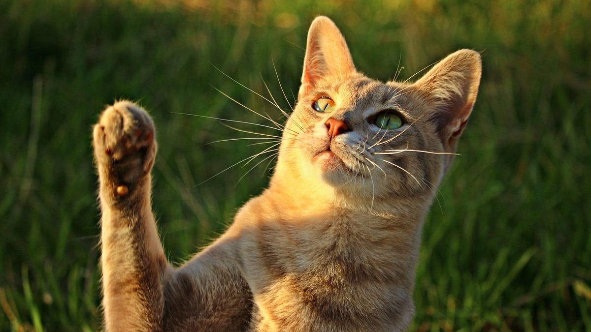 The secret language of cats when something doesn't please them