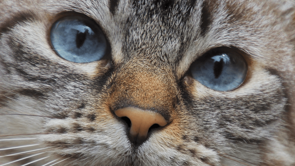 Why scolding your cat with certain words worsens its behavior