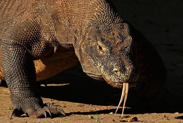 15 intriguing facts about the Komodo dragon