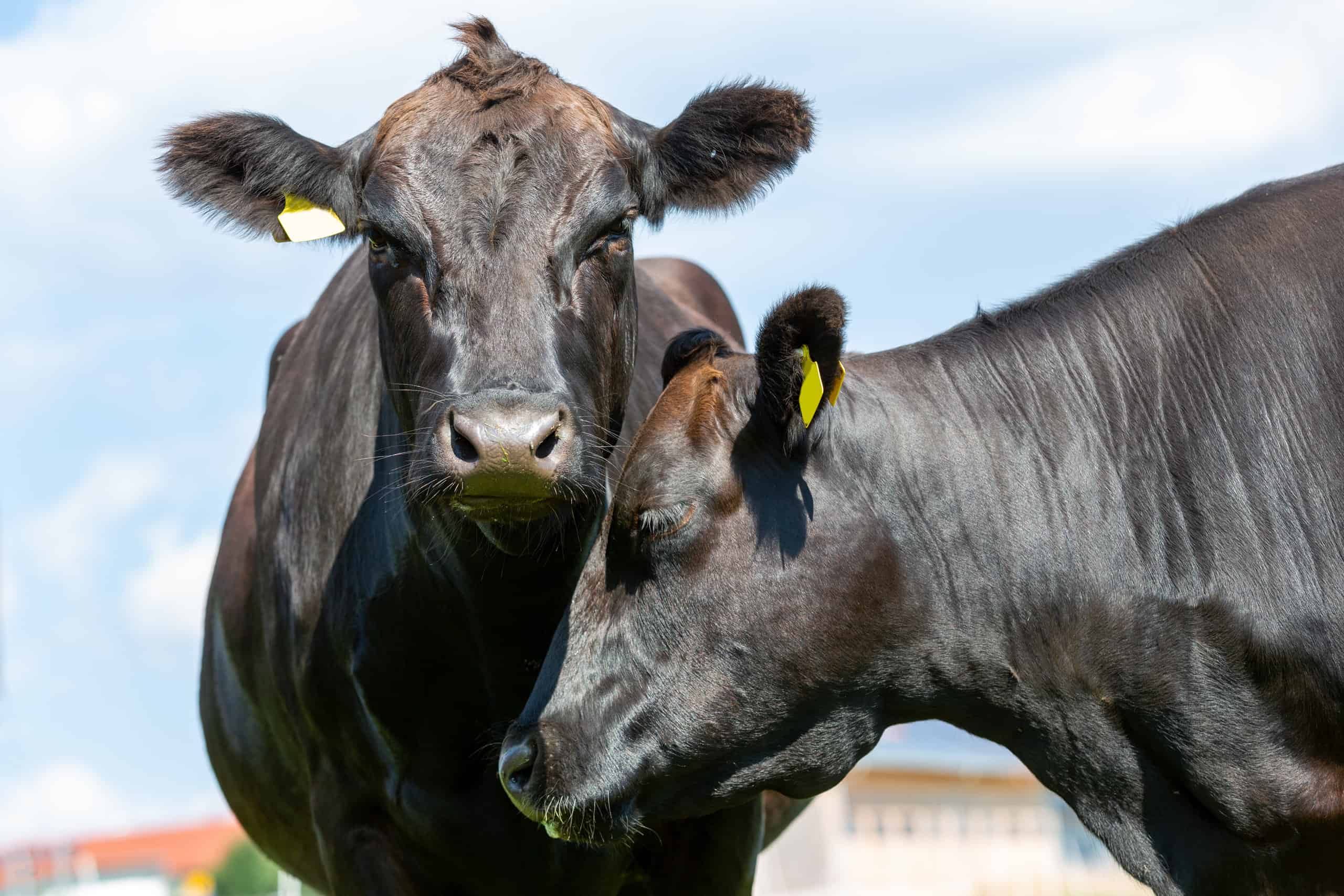 How many cattle and cows are in the world?