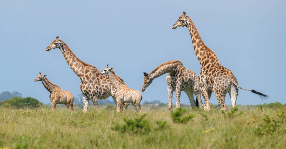 Why are some giraffes white? The rare genetic condition behind their ...