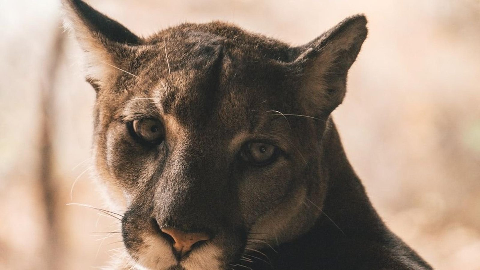 9 animals you thought were dangerous - but actually fear us