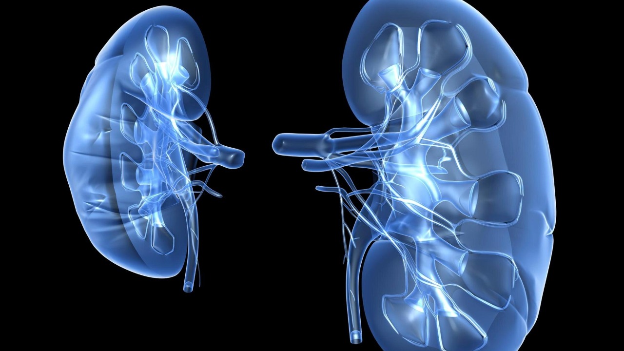 Scientists engineer 'universal' kidney that could match any blood type
