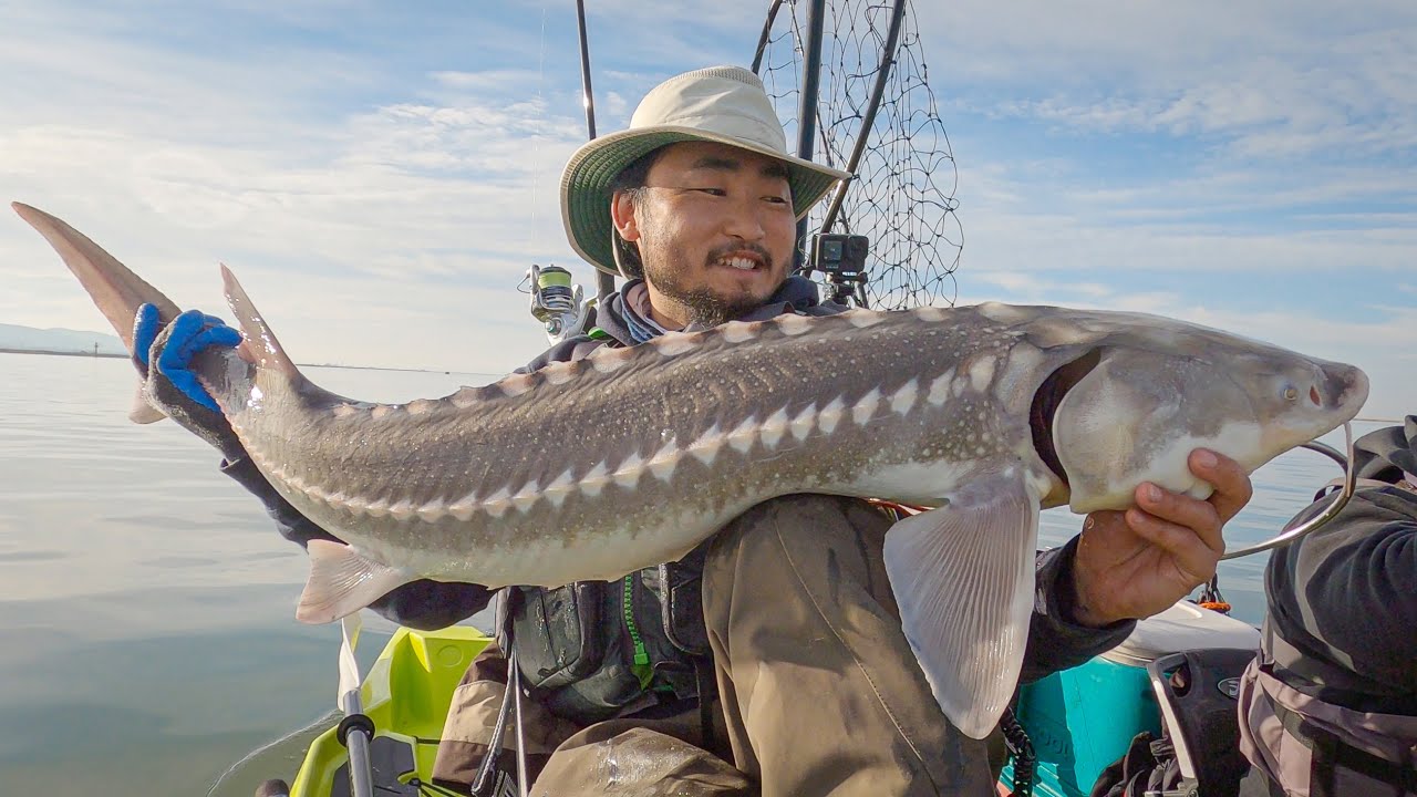 I catch sturgeon from a kayak! 🎣