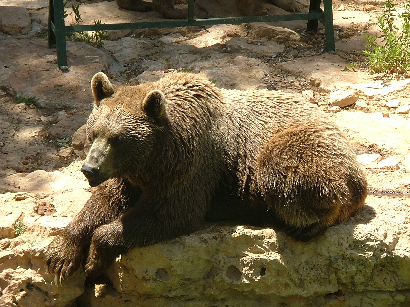 Experts issue warning as hybrid creatures attack people and livestock ...