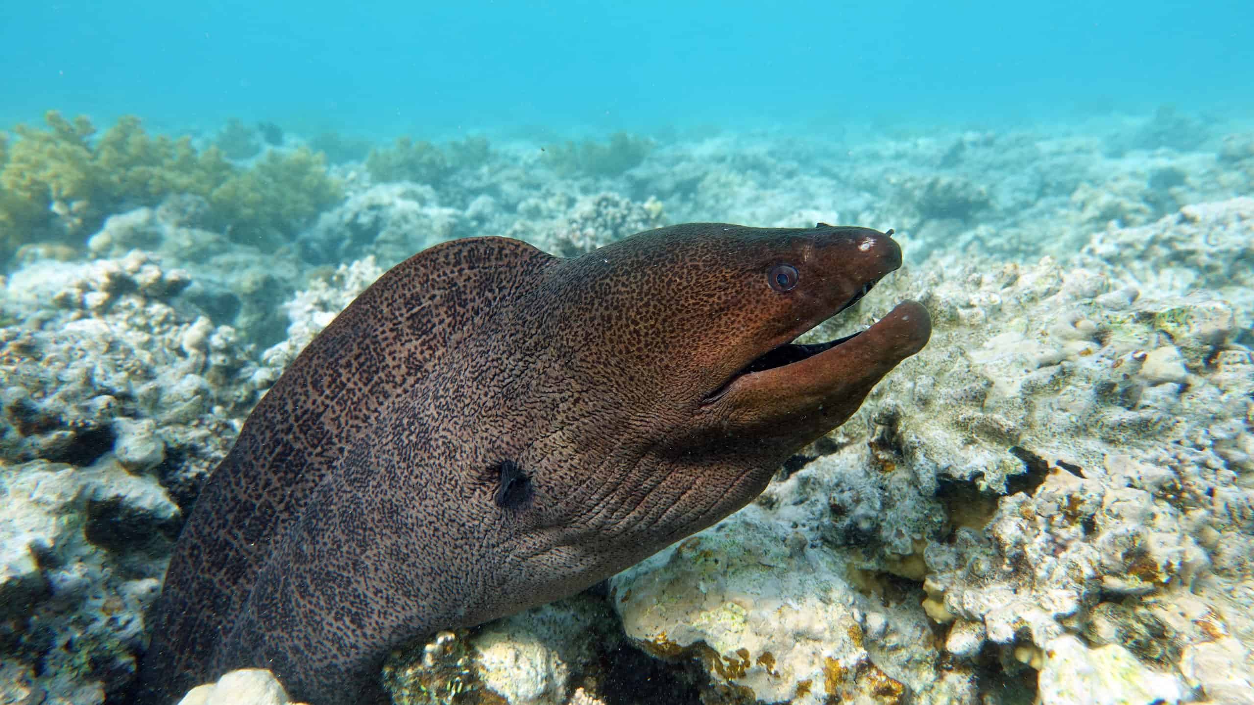 Scary American eels you would not want to swim with