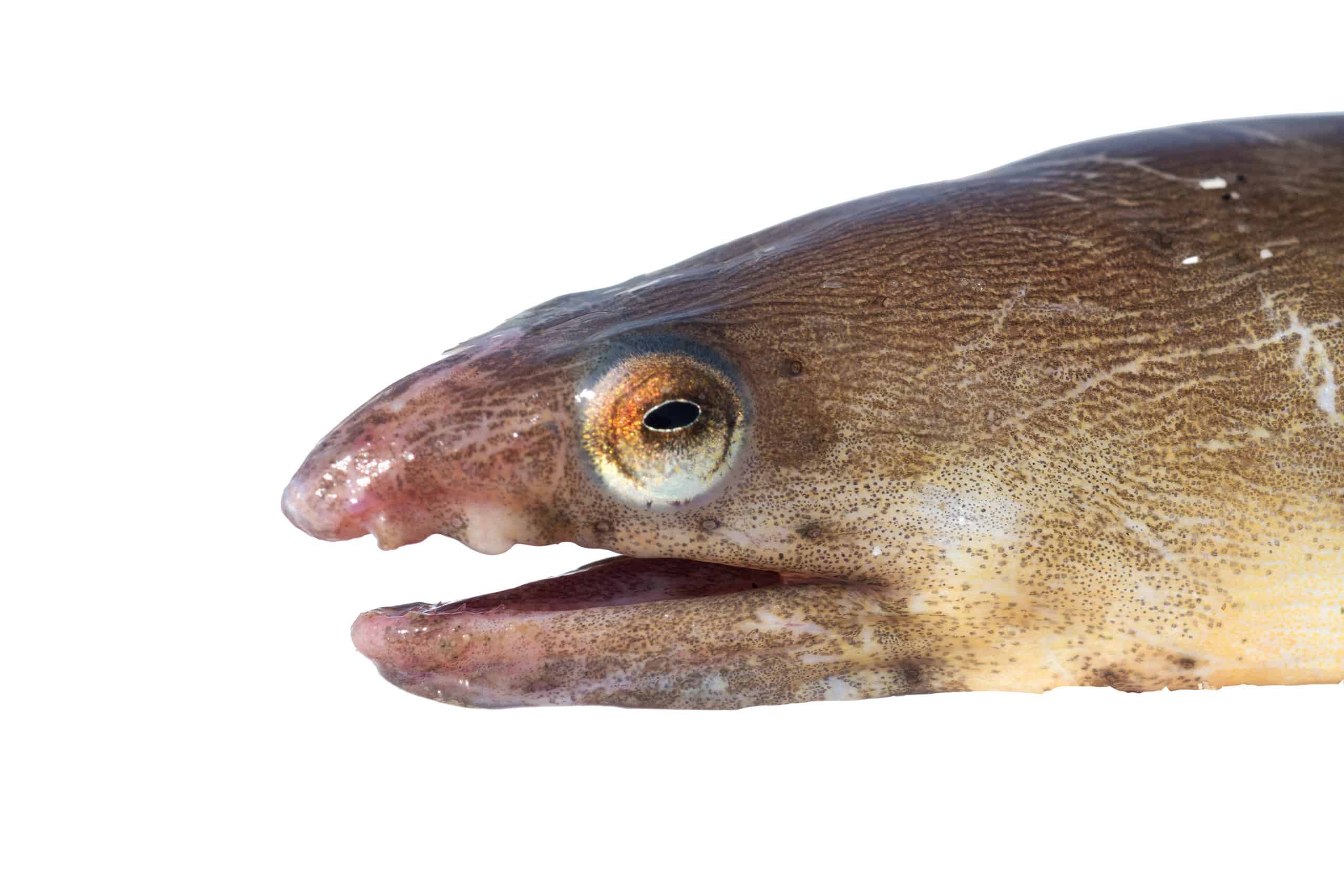 Scary American eels you would not want to swim with