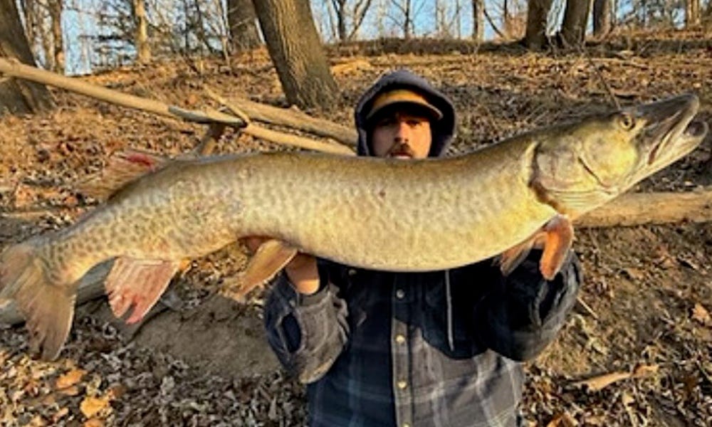 Muskie captured for 5th time in 13 years, but this time by a fisherman