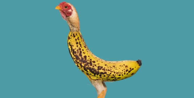 Parents, get ready for 'Chicken Banana'