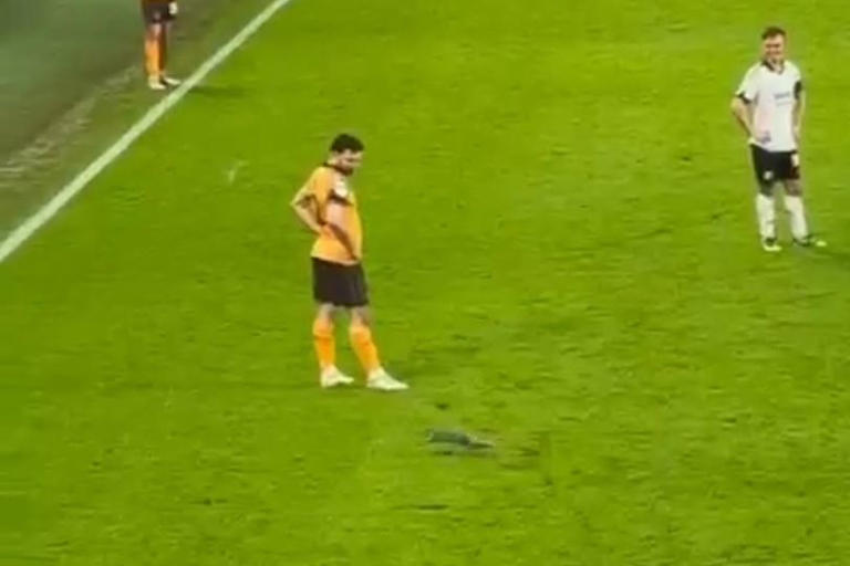 Hull City's Championship match with Bristol City stopped as squirrel ...
