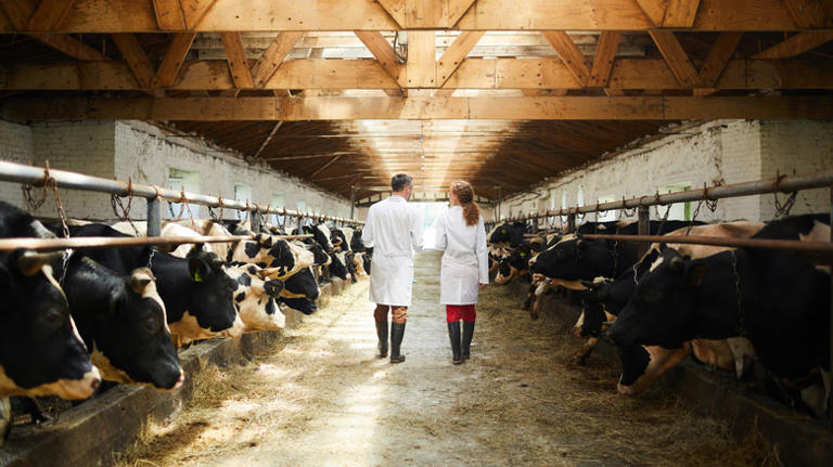 One big reason why scientists want to clone cows