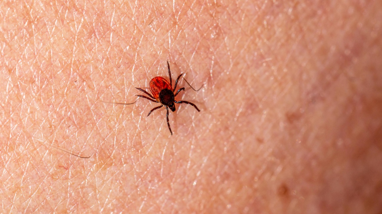 Will freezing temps kill CT ticks? Scientists warn it’s not so simple