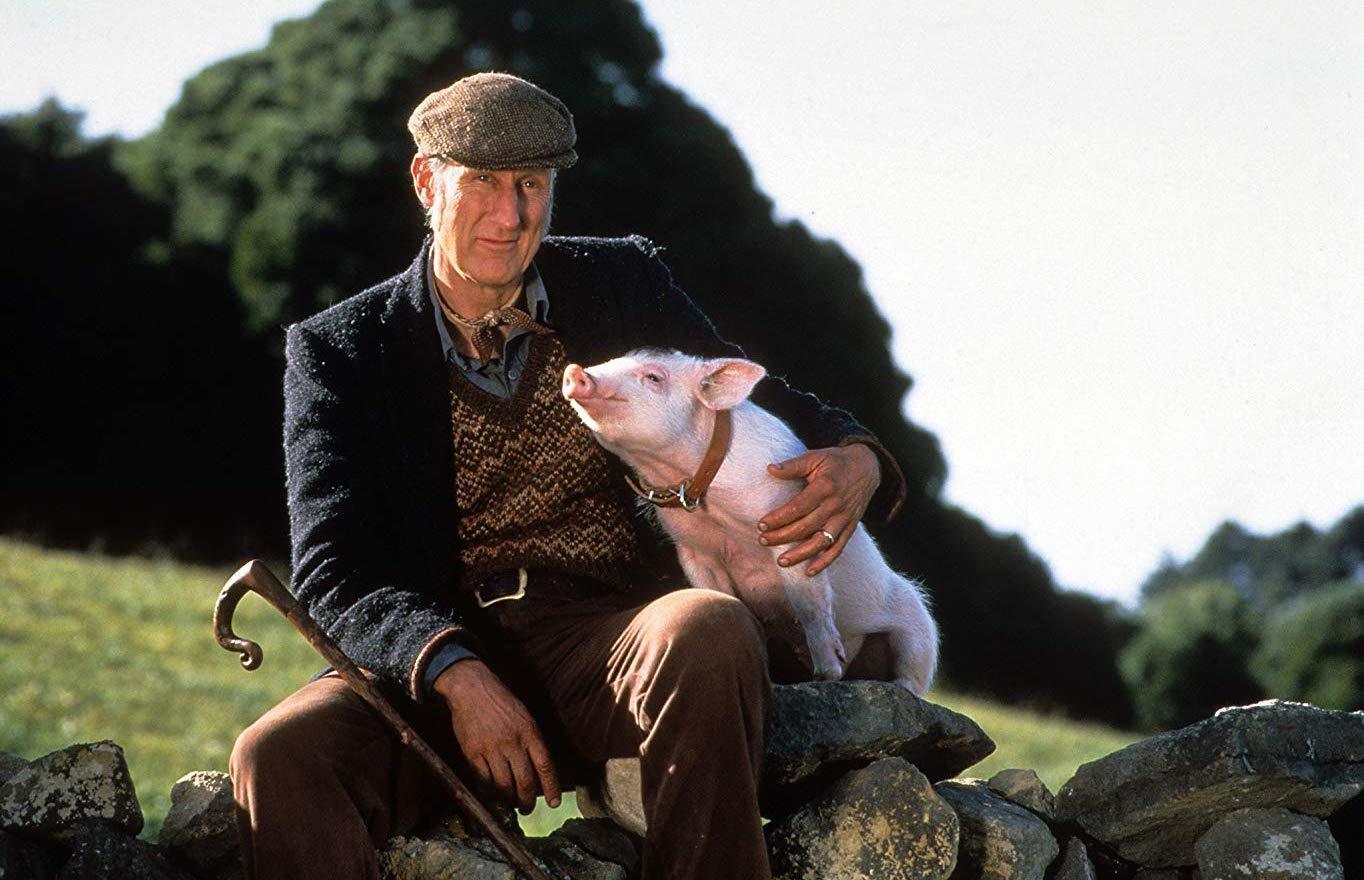 20 amazing facts to know about pigs