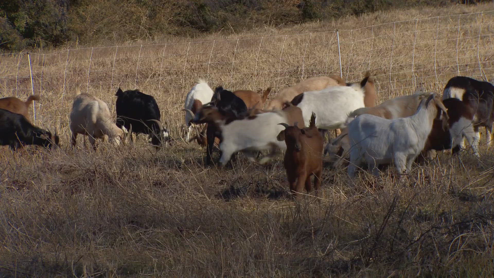 Here's why you'll see a couple hundred goats roaming near White Rock ...